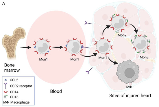 Phenotypic and Functional Heterogeneity of Monocyte Subsets in Chronic ...