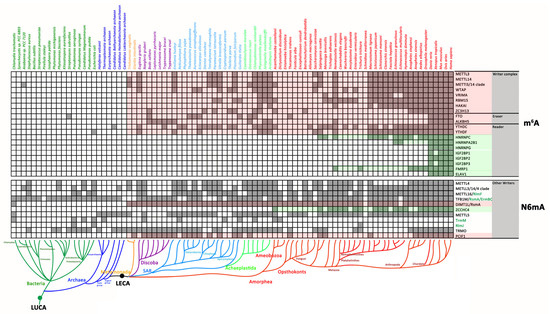 Biology Free Full Text Evolutionary History Of Rna Modifications At