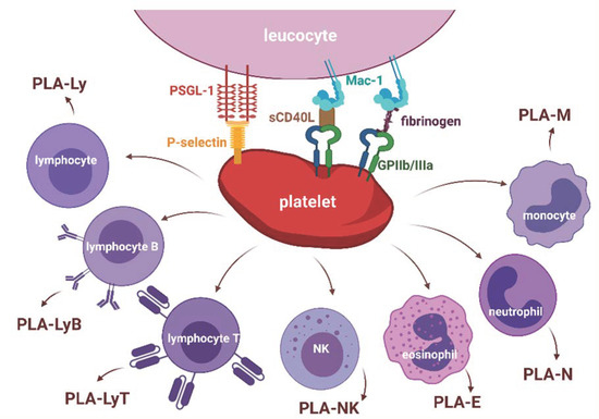 Biology | Free Full-Text | Platelet–Leucocyte Aggregates as Novel ...