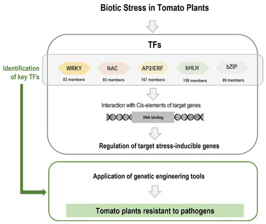 Defense Strategies: The Role of Transcription Factors in Tomato ...