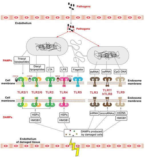 The Role of TLR2 in Infectious Diseases Caused by Mycobacteria: From ...