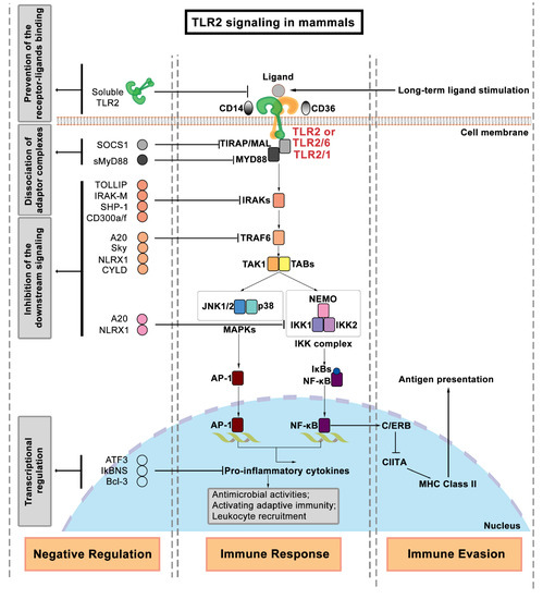 The Role of TLR2 in Infectious Diseases Caused by Mycobacteria: From ...