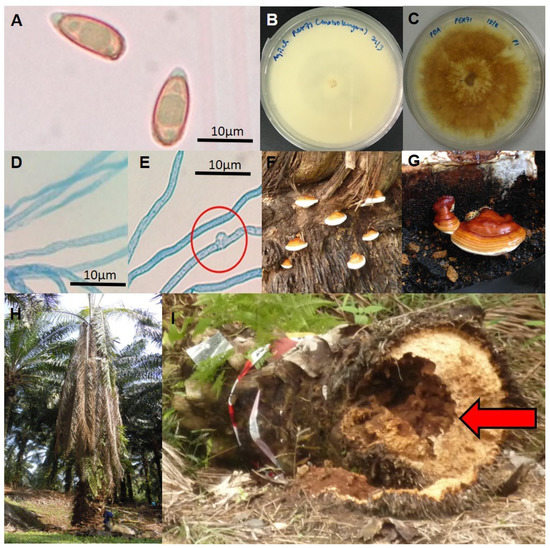 Review Update on the Life Cycle, Plant–Microbe Interaction, Genomics, Detection and Control ...