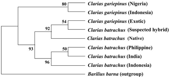 Invasion of African Clarias gariepinus Drives Genetic Erosion of the ...