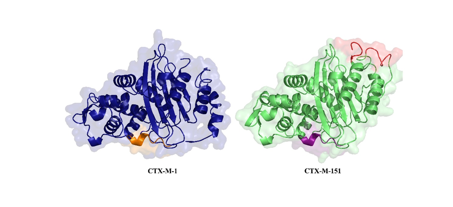 Biology | Free Full-Text | New CTX-M Group Conferring β-Lactam ...