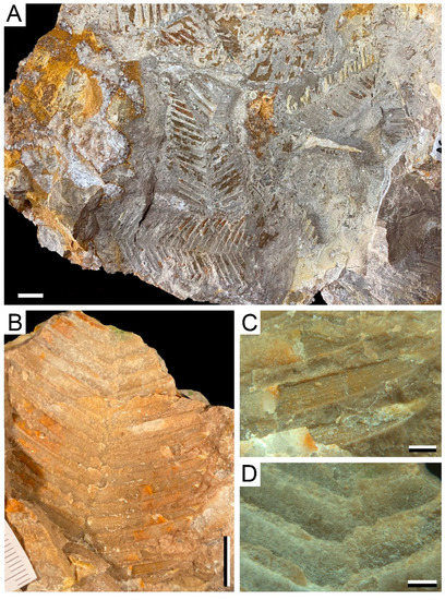 Insect and Plant Diversity in Hot-Spring Ecosystems during the Jurassic ...