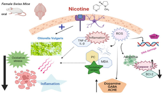 Biology | Special Issue : Frontiers in Neurotoxicology