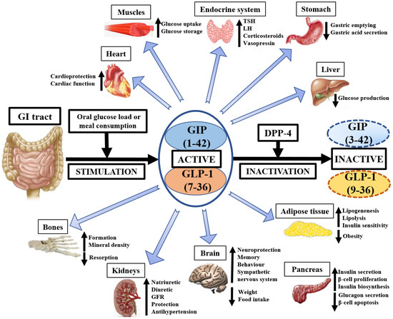 Gastrointestinal Incretins—Glucose-Dependent Insulinotropic Polypeptide ...