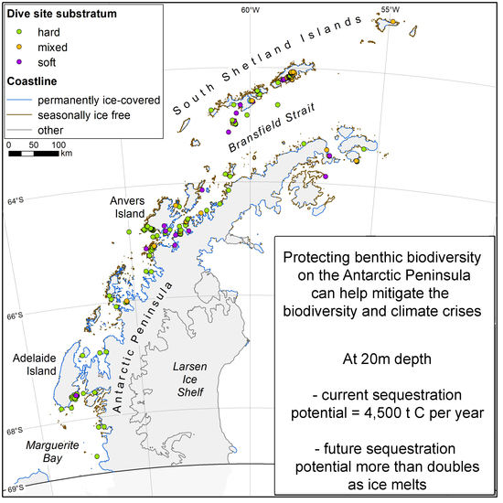 Biology | Free Full-Text | Benthic Biodiversity, Carbon Storage and the ...