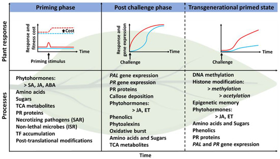 Rhizosphere Tripartite Interactions and PGPR-Mediated Metabolic ...