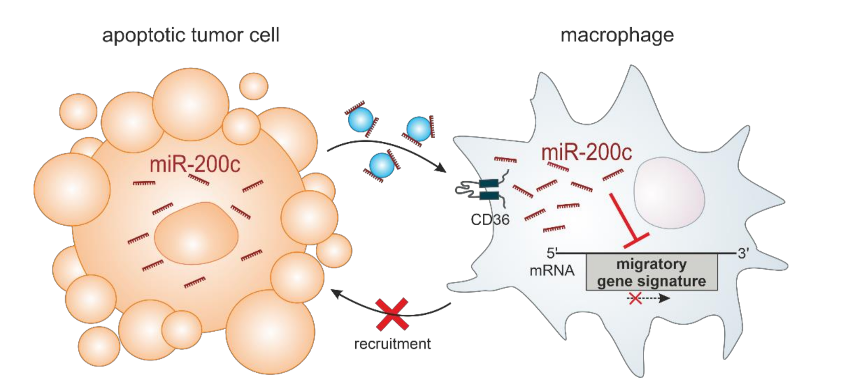 MicroRNA-200c Attenuates the Tumor-Infiltrating Capacity of Macrophages