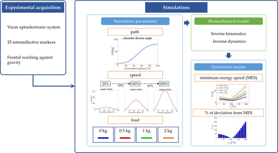 Biology | Free Full-Text | Optimal Biomechanical Performance in Upper ...