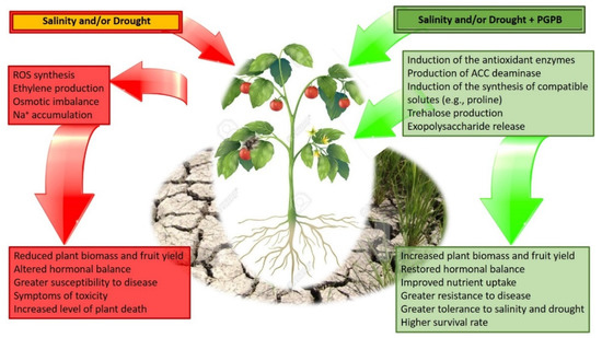 Recent Advances in Bacterial Amelioration of Plant Drought and Salt Stress