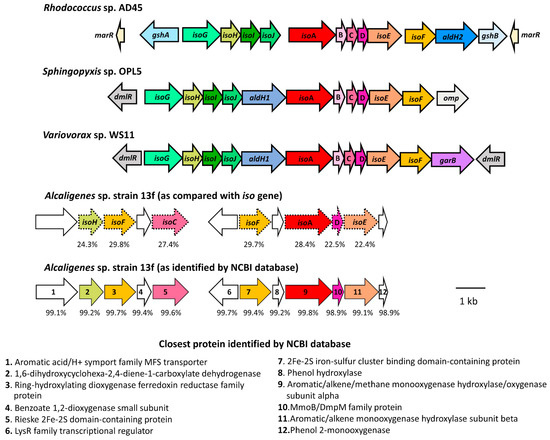 Genome Characterisation of an Isoprene-Degrading Alcaligenes sp ...