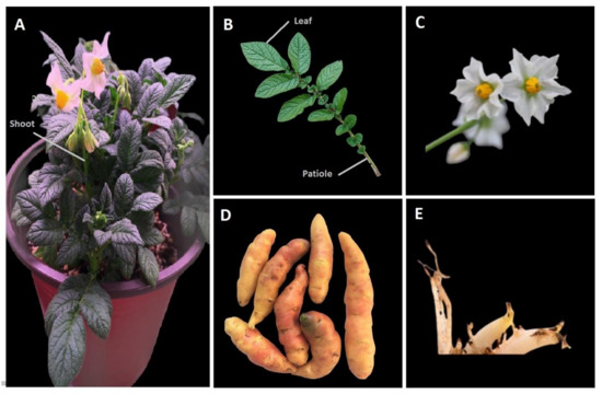 Genome-Wide Analysis of Invertase Gene Family, and Expression Profiling ...