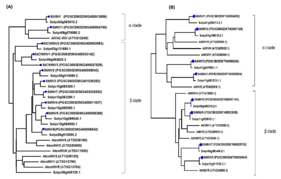 Genome-Wide Analysis of Invertase Gene Family, and Expression Profiling ...