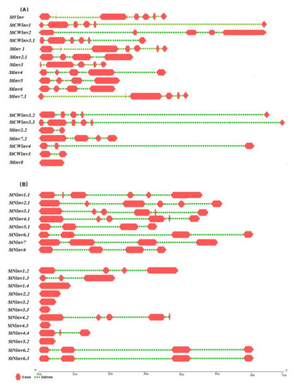Genome-Wide Analysis of Invertase Gene Family, and Expression Profiling ...