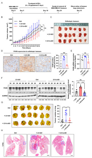Biology | An Open Access Journal from MDPI
