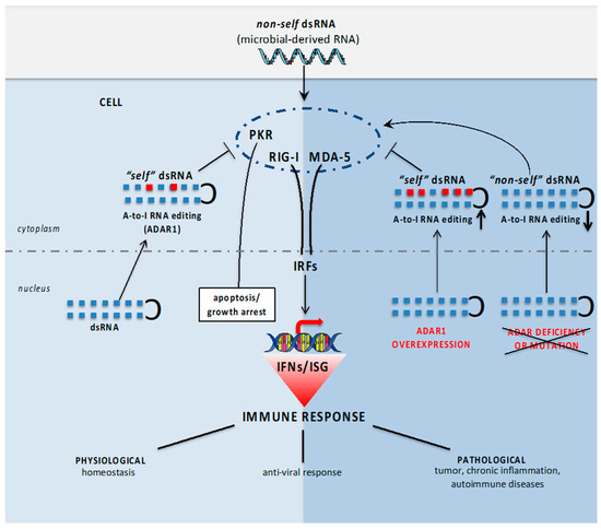 Self or Non-Self? It Is also a Matter of RNA Recognition and Editing by ...