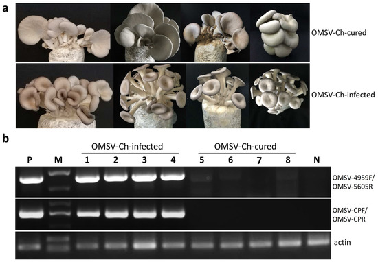 Preliminary Studies on the Effects of Oyster Mushroom Spherical Virus ...