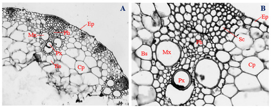 Histopathology of Corn Plants Infected by Endophytic Fungi