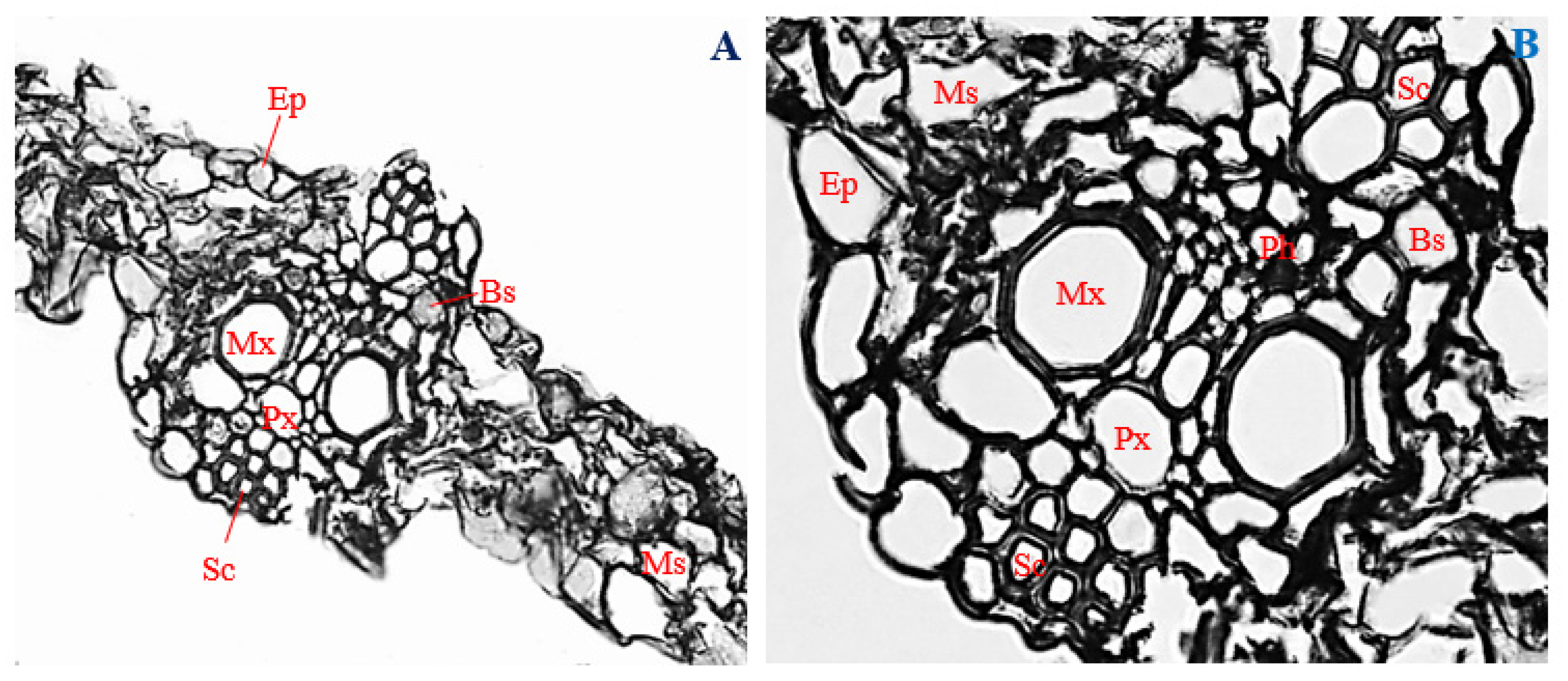 Histopathology of Corn Plants Infected by Endophytic Fungi