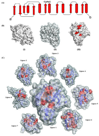 Application Of Hierarchical Clustering To Analyze Solvent Accessible Surface Area Patterns In