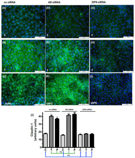 The Role of ZIP9 and Androgen Receptor in the Establishment of Tight ...