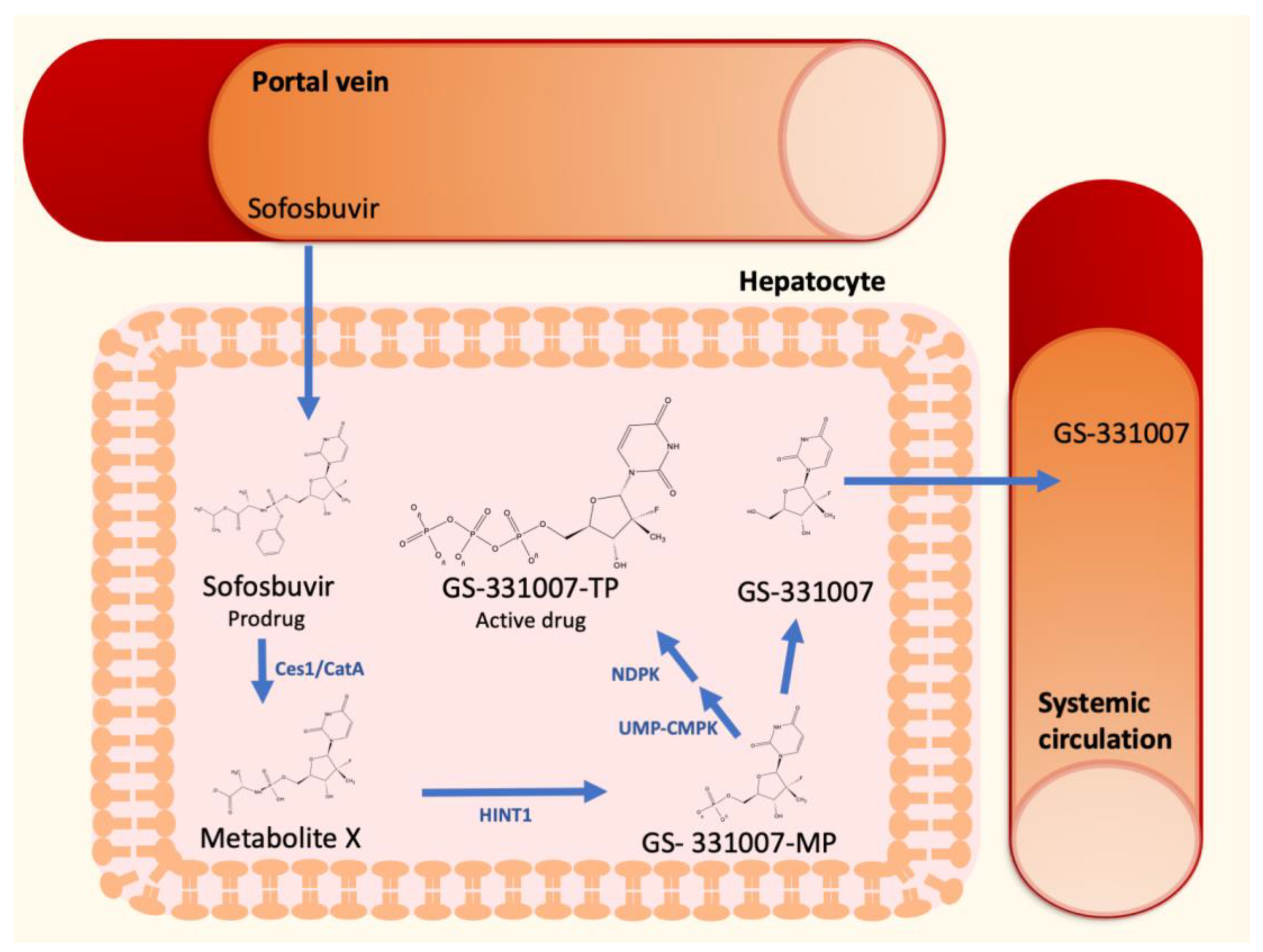 The Metabolic Activation of Sofosbuvir Is Impaired in an Experimental ...