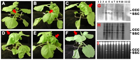 Hotspot siRNA Confers Plant Resistance against Viral Infection