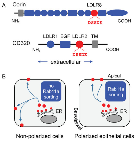 Corin: A Key Mediator in Sodium Homeostasis, Vascular Remodeling, and ...