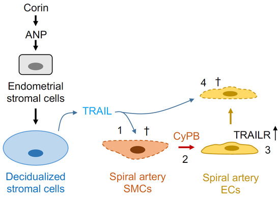 Corin: A Key Mediator in Sodium Homeostasis, Vascular Remodeling, and ...