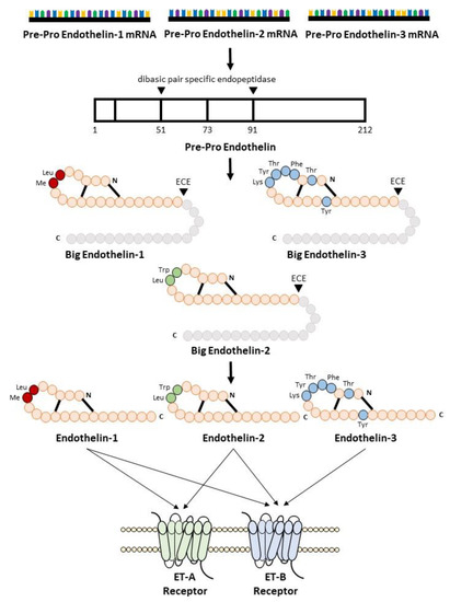 Endothelin and the Cardiovascular System: The Long Journey and Where We ...