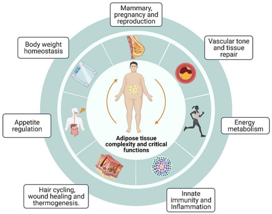 Adipose Tissue Extracellular Matrix Remodeling in Response to Dietary ...