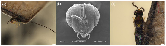 Seven Sycoryctine Fig Wasp Species (Chalcidoidea: Pteromalidae ...