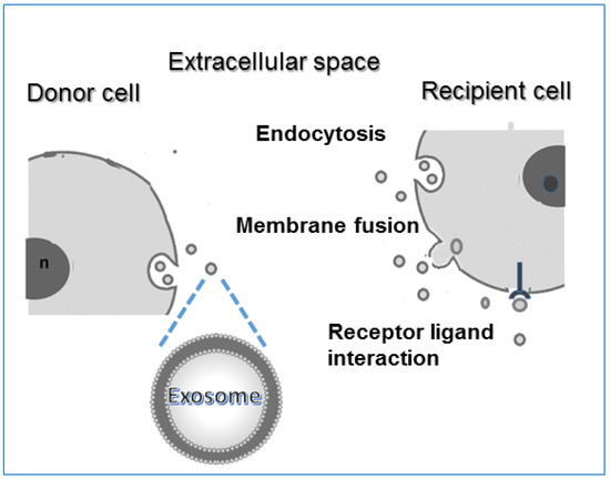 Overview and Update on Extracellular Vesicles: Considerations on ...