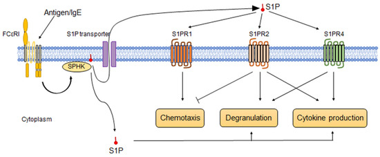 Sphingosine 1-Phosphate Signaling at the Skin Barrier Interface