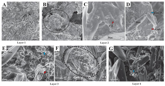Biology | Free Full-Text | Community Vertical Composition of the Laguna Negra Hypersaline ...