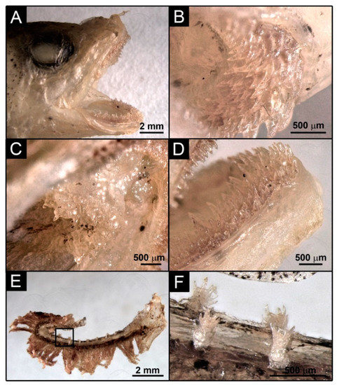 Biology | Free Full-Text | Gaidropsarus gallaeciae (Gadiformes ...