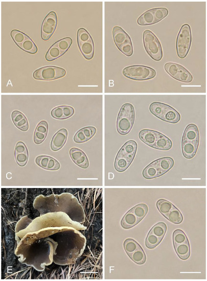 Phylogenetic Analysis Reveals Four New Species of Otidea from China