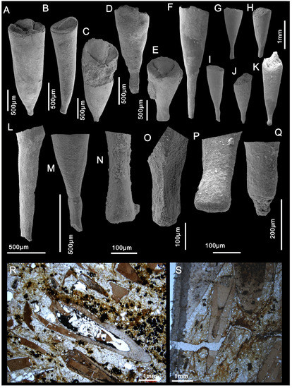 Biology | Special Issue : Cambrian Explosion and Construction of the ...