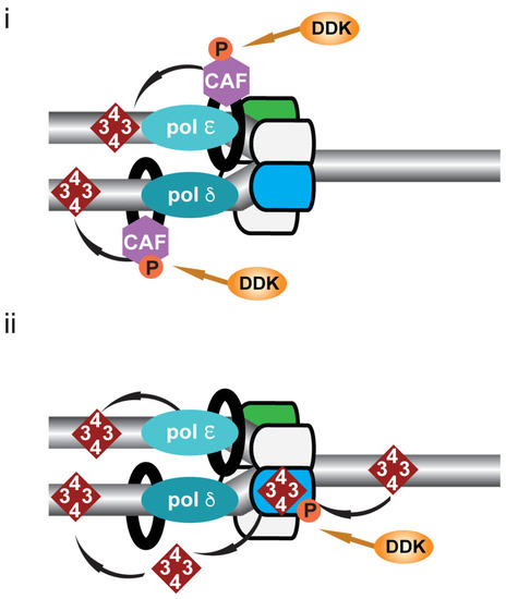 Biology | Free Full-Text | DDK: The Outsourced Kinase of Chromosome ...