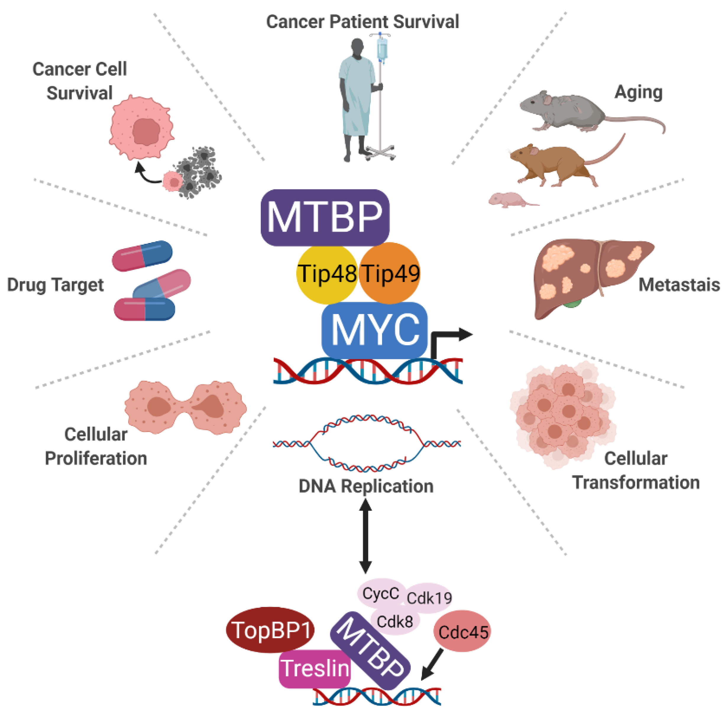 MTBP and MYC: A Dynamic Duo in Proliferation, Cancer, and Aging