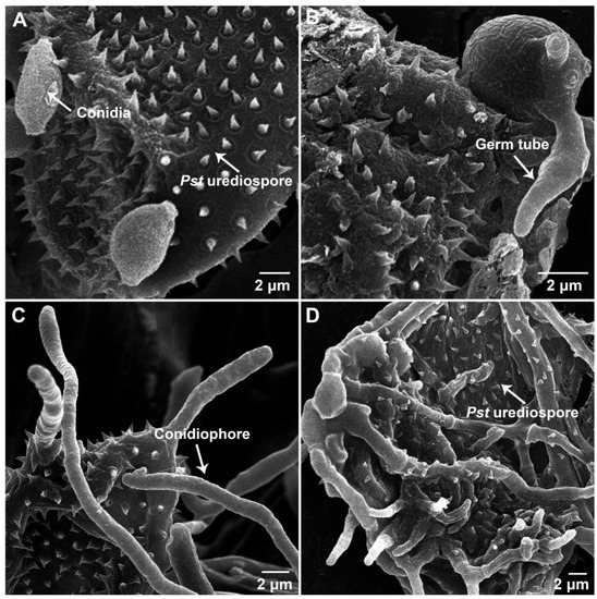 Isolation, Identification and Hyperparasitism of a Novel Cladosporium ...