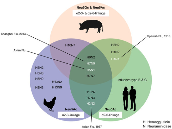 An Overview of the Importance and Value of Porcine Species in Sialic ...