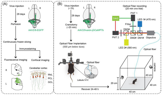 Optical Fiber-Based Recording of Climbing Fiber Ca2+ Signals in Freely ...