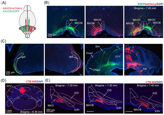 Optical Fiber-Based Recording of Climbing Fiber Ca2+ Signals in Freely ...