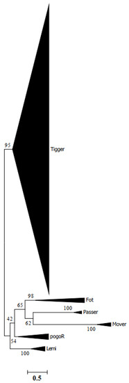 Revisiting the Tigger Transposon Evolution Revealing Extensive ...