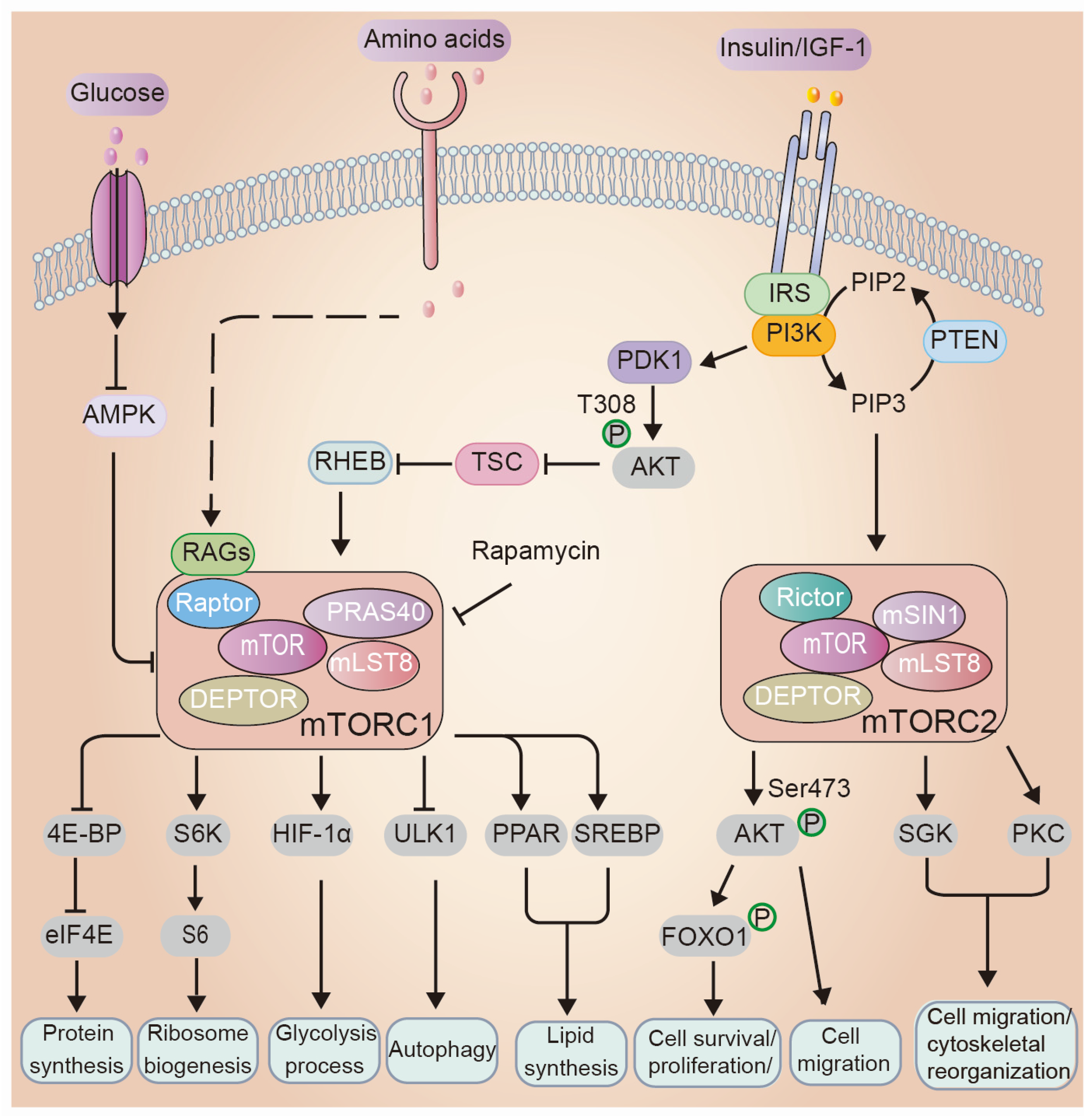 Role of mTOR Signaling Cascade in Epidermal Morphogenesis and Skin ...