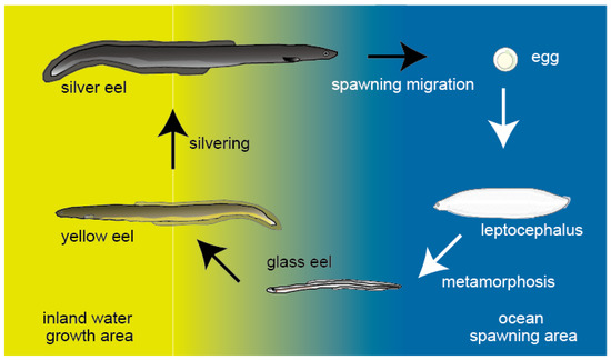 Anguillid Eels as a Model Species for Understanding Endocrinological ...